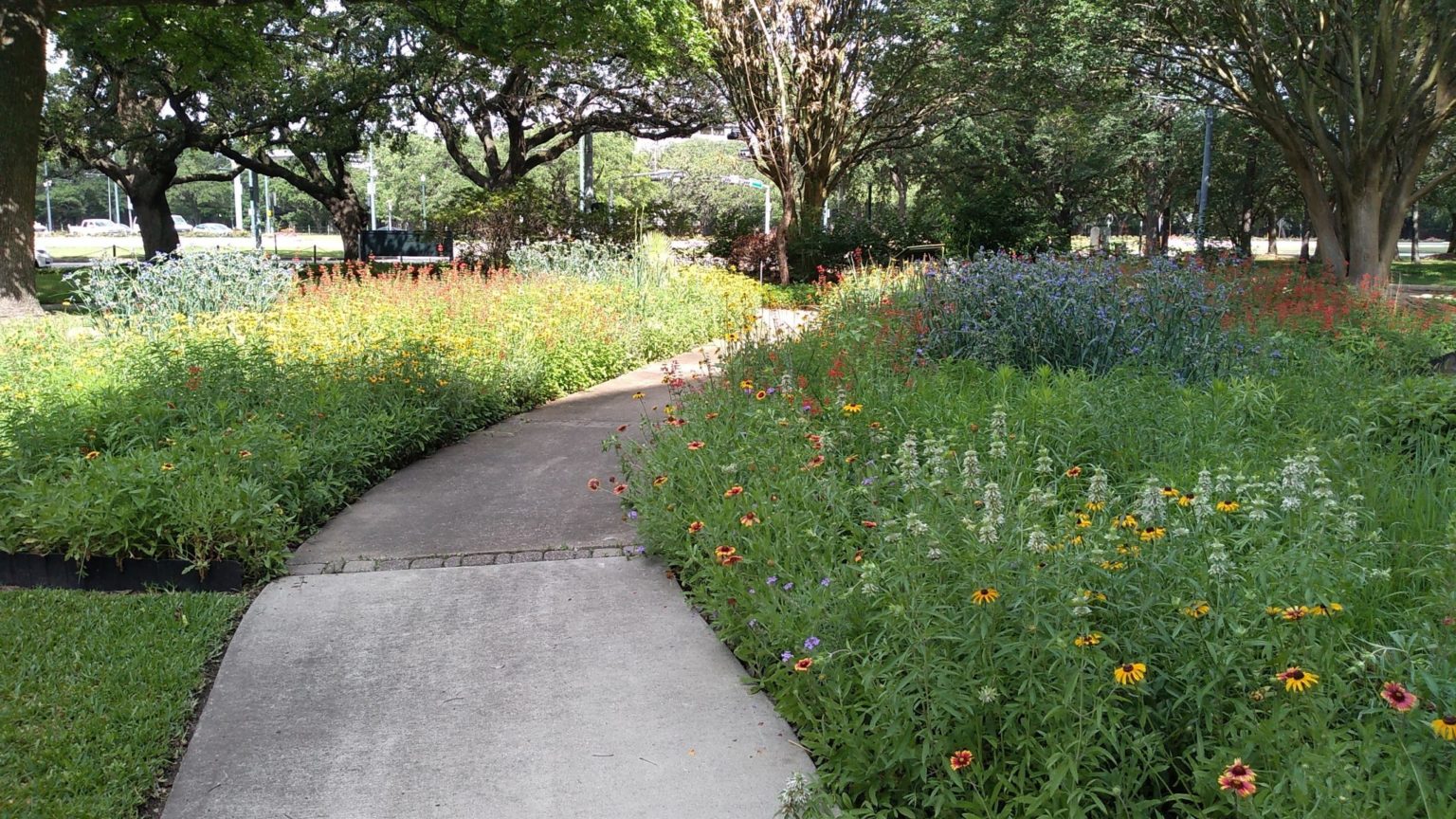 9 Natives Showcase Garden Volunteer Day at the Houston Museum of ...