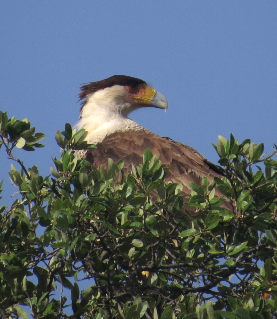 Bexar Audubon Monthly Meeting: Microplastics Research and Crested ...