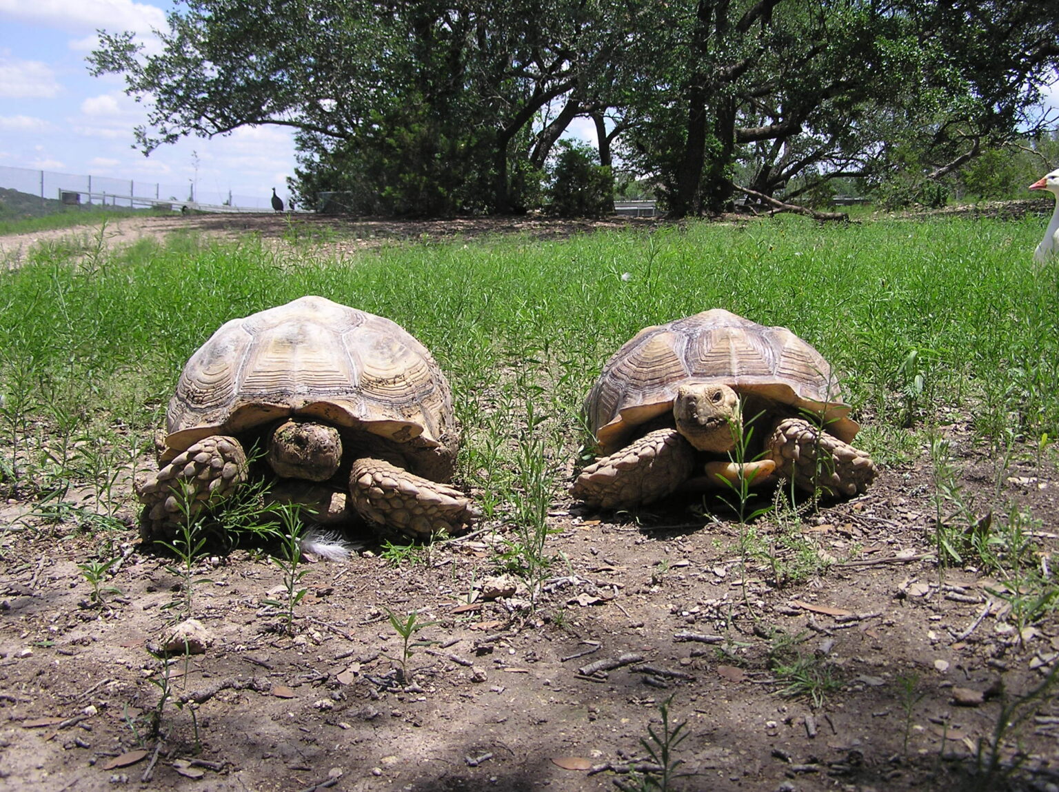 Protecting Wildlife in Texas: Leading Nonprofits Making an Impact ...
